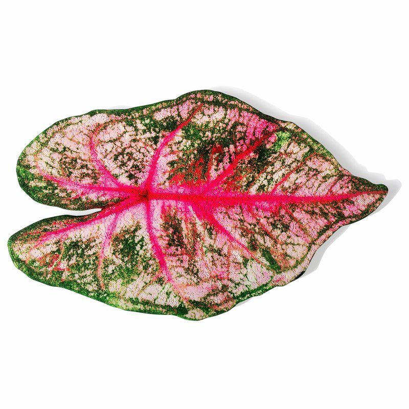 Spotted: Caladium wall art from Studio C